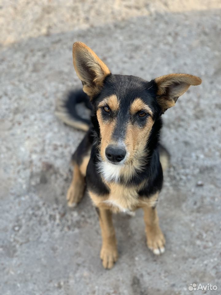 Терьеристый щенок девочка в хорошие руки