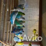 Молодые волнистики разных расцветок