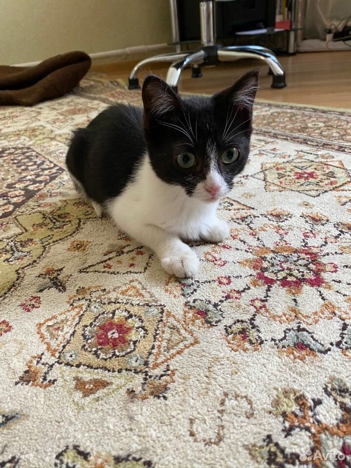 Котенок Кнопка в добрые руки