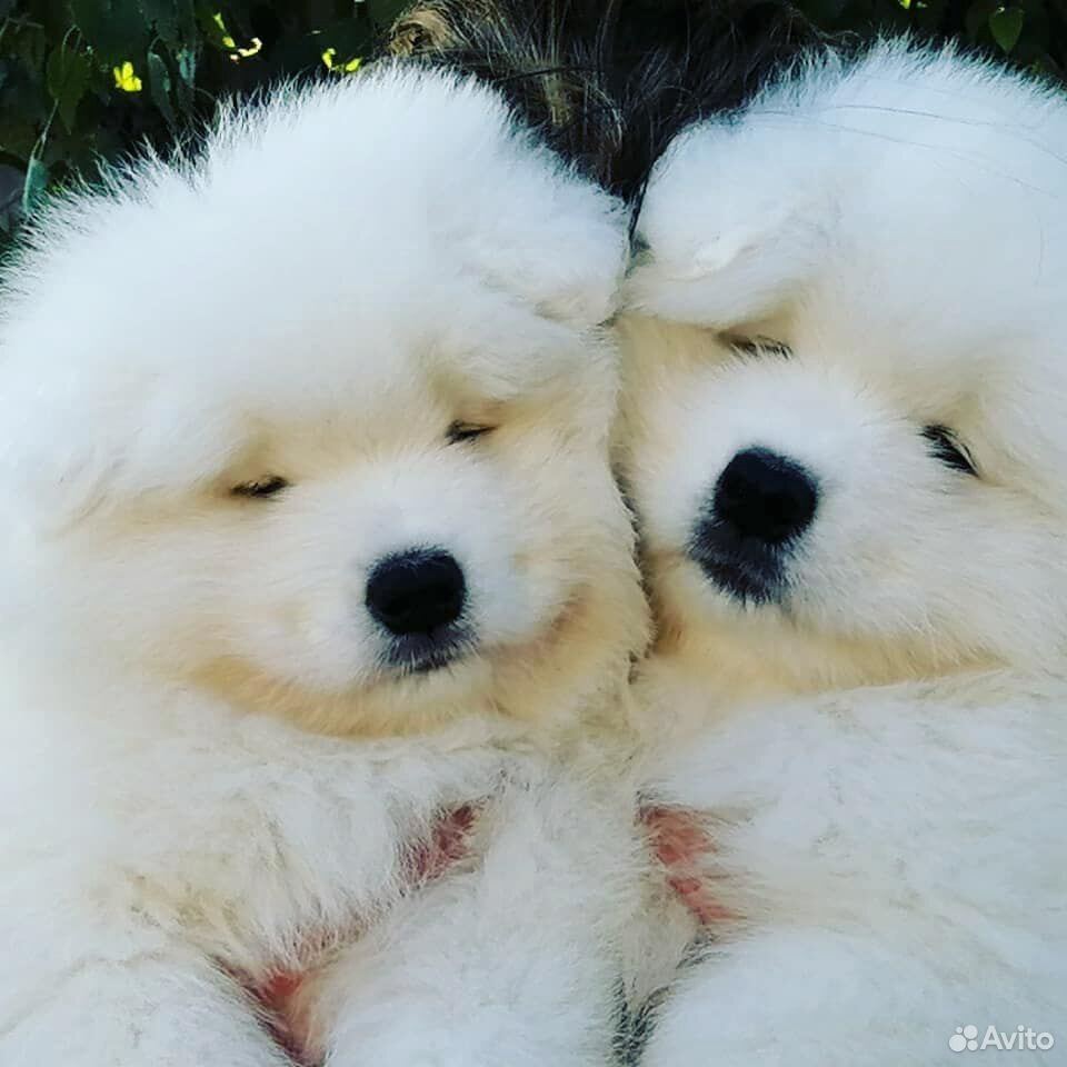 Самоед. Щенок самоеда