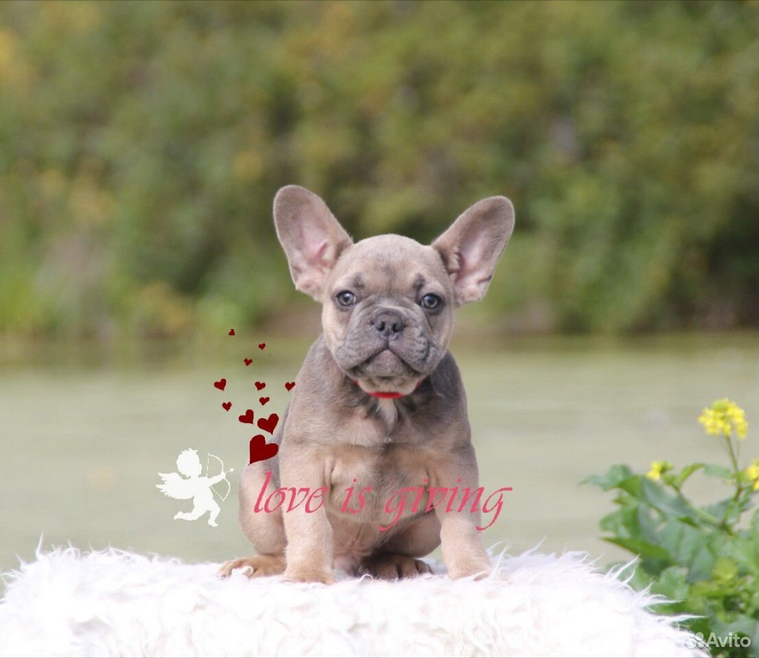 Французский бульдог