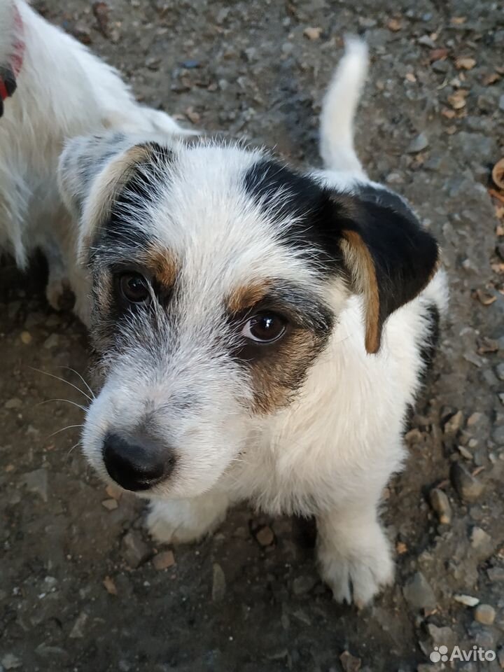 Щенок Джек-Рассел-Терьер 3 месяца