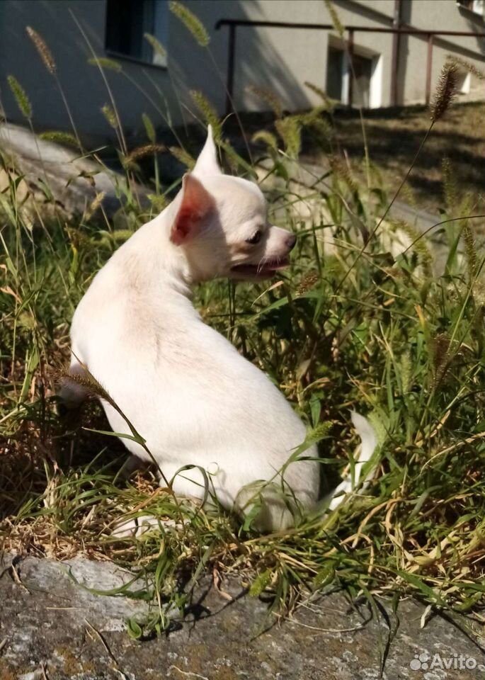 Шикарная Блонди в любимицы