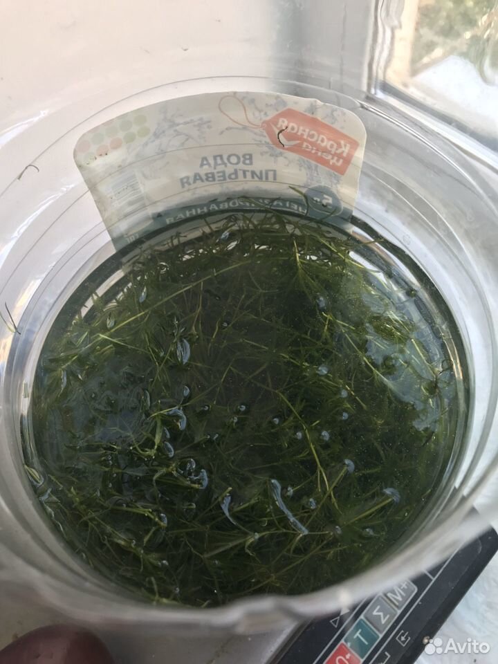 Трава для аквариума