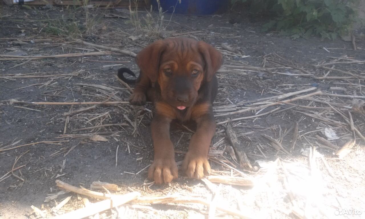 Рыжуля ищет семью