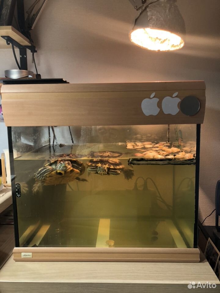 Отдам черепах с аквариумом в хорошие руки