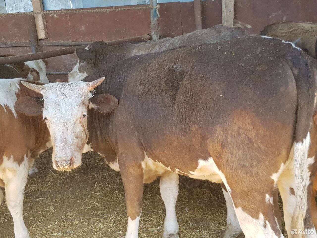 Тёолочки на мяса