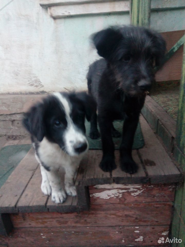 Щенки 5 мес