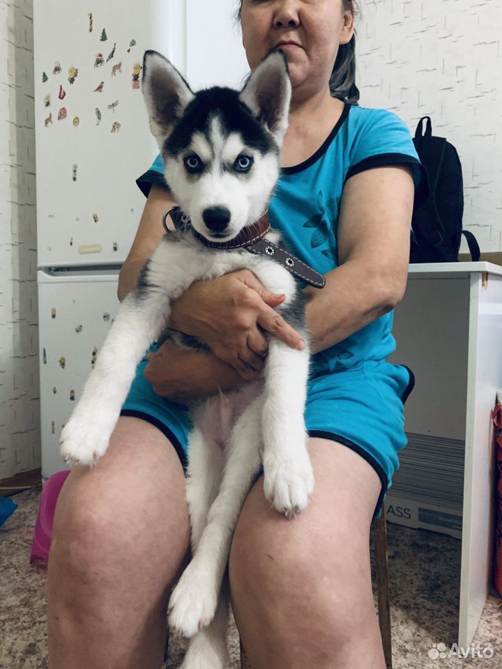 Сибирский хаски