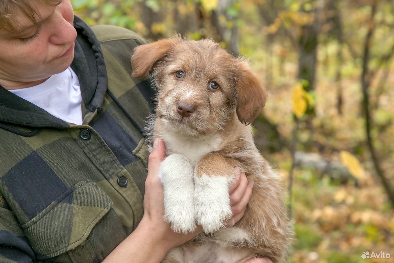 Щенок Рыжулька 2 мес,будет по колено,терьеристая