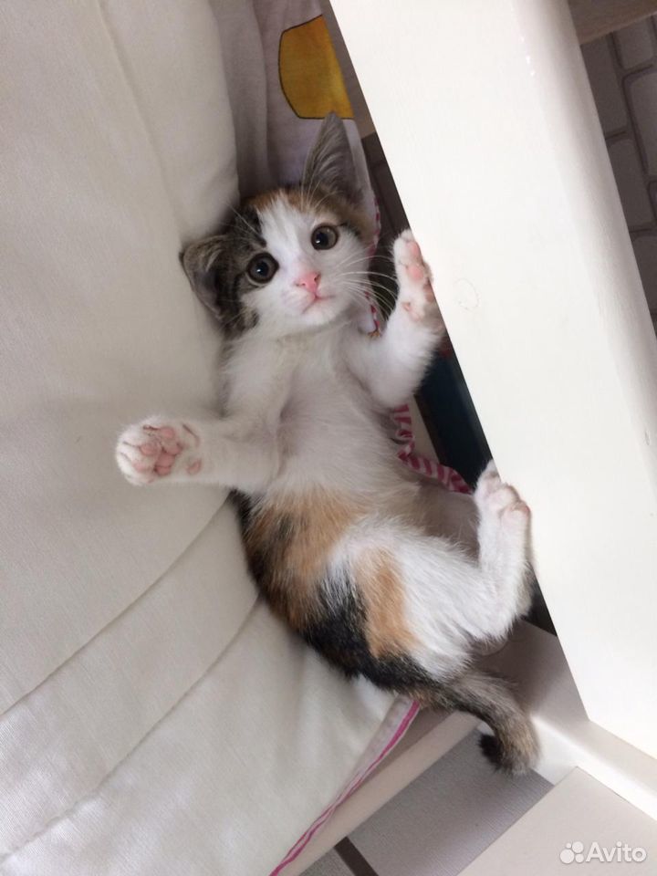 Котенок в дар 1,5 мес трехцветная девочка