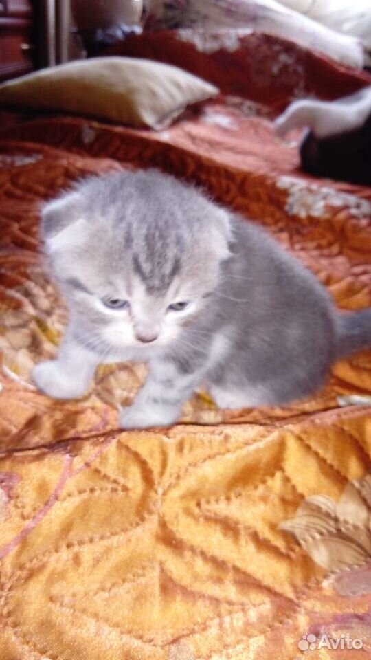 Вислоухая кошка котенок