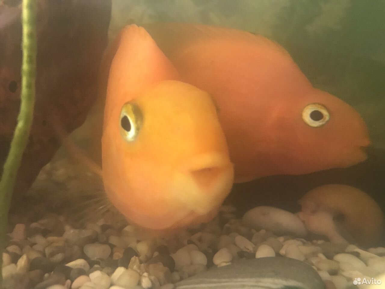 Рыбки цихлиды. 2 шт