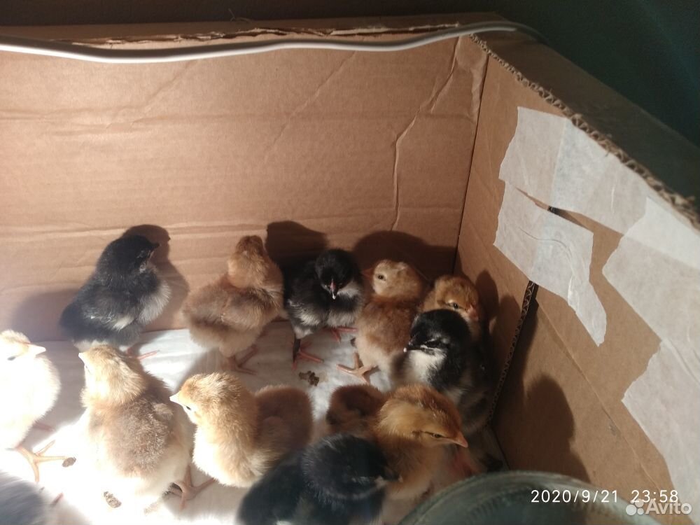 Цыплята мараны белефкльдеры