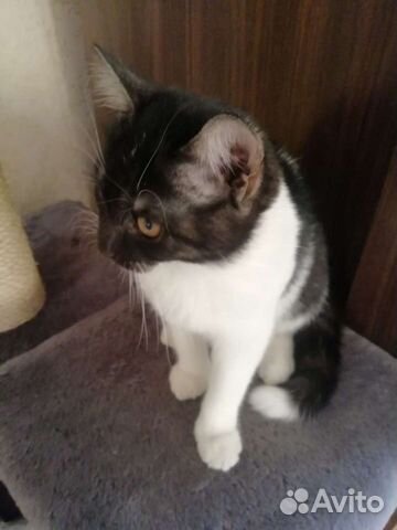 Кошка