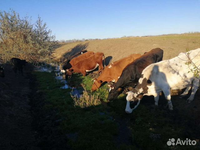 Домик для проживания с хозяйством