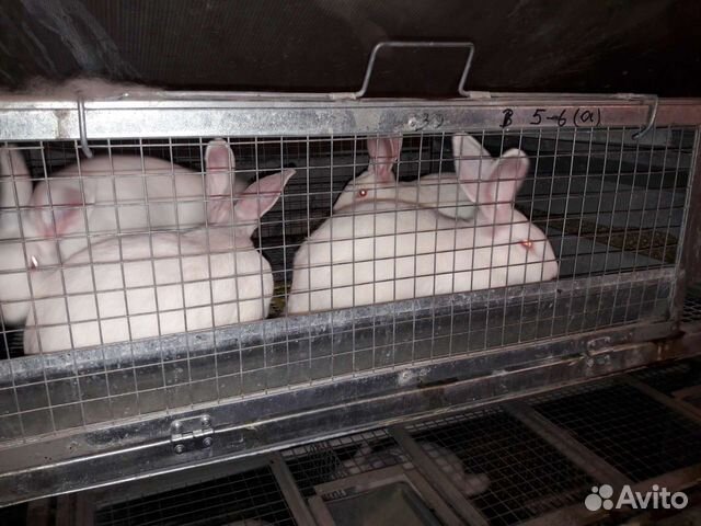 Кролики белый панон на развод самки исамцы