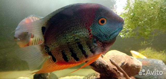 Северум Роктейл