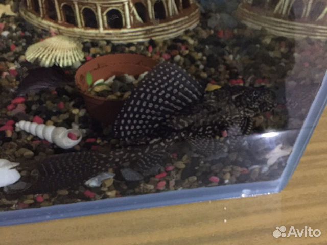 Аквариумные рыбки