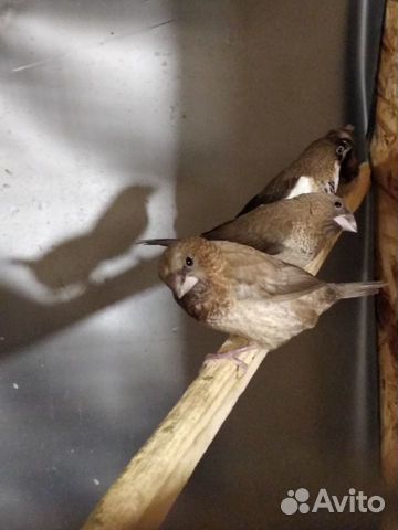 Японские Амадины