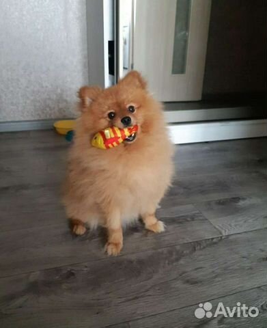 Шпиц мальчик Тимоша