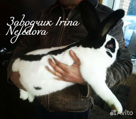 Чистокровные крольчата нпв на племя