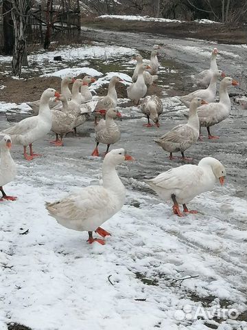 Продаются Итальянские гуси