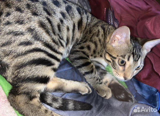 Продам пару бенгалов