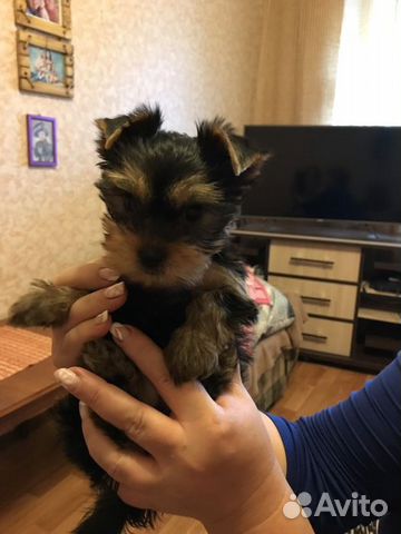 Щенок Йорка