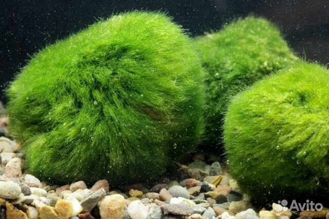 Аквариумное растение