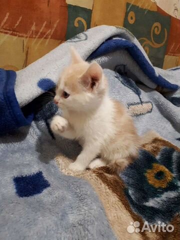 Котята 1,5 мес + лоток