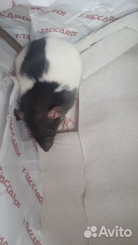 Продаю крысу девочка 4 месяца добрая ручная