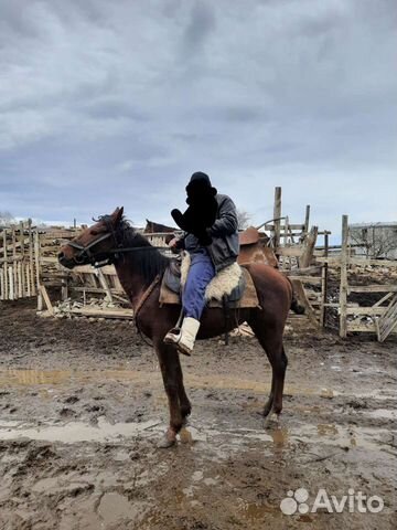 Жеребец 4 года