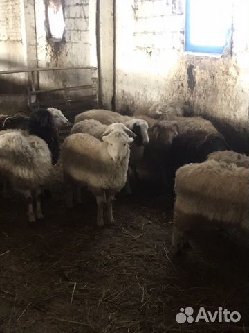 Бараны на Мясо, на племя