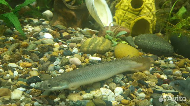 Полиптерус сенегальский