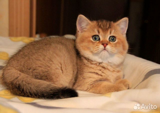 Мишка - золотой тикированный котик