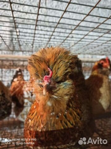 Цыплята Бентамки