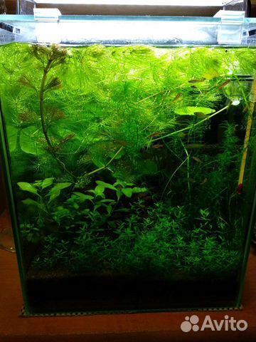 Прополка аквариум