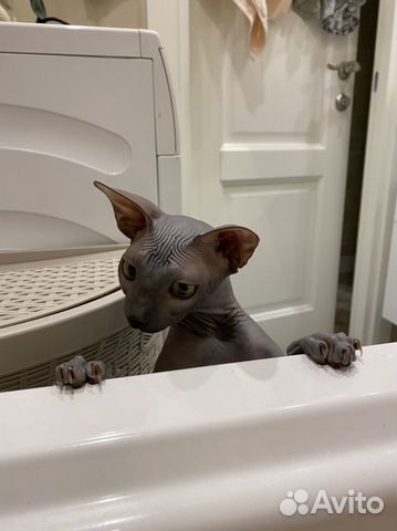 Канадский сфинкс отдам в хорошие и ответственные р