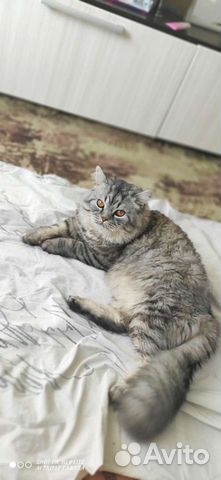 Вязка с британским котом