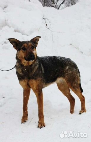 Очень человечная собака в добрые руки