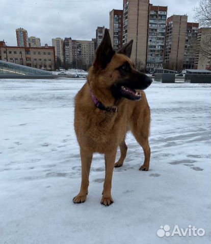 Собака, Овчарка в поисках семьи и дома