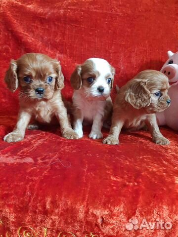 Спаниель длинные ушки