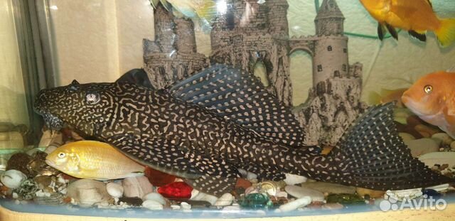 Сом птеригоплихт парчовый размер 30 - 35см