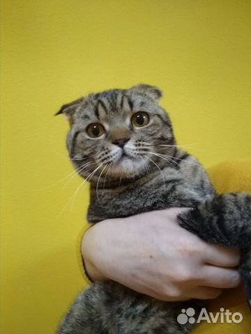 Котик Бася в самые добрые руки