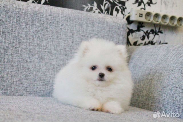 Белоснежные мальчики померанского шпица