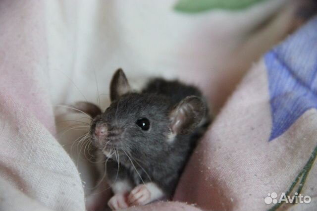 Крысята кудрявые ручные