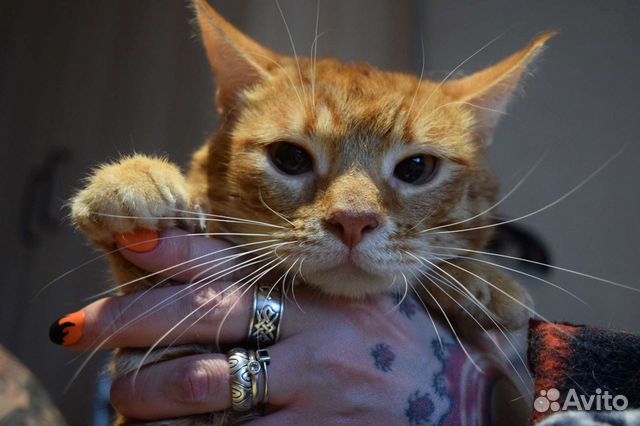 Рыжий котенок в добрые руки