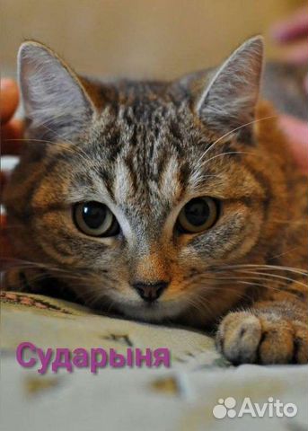 Алекс и Сударыня в поисках дома