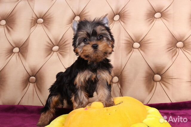 Девочки и мальчик Йорки щенки